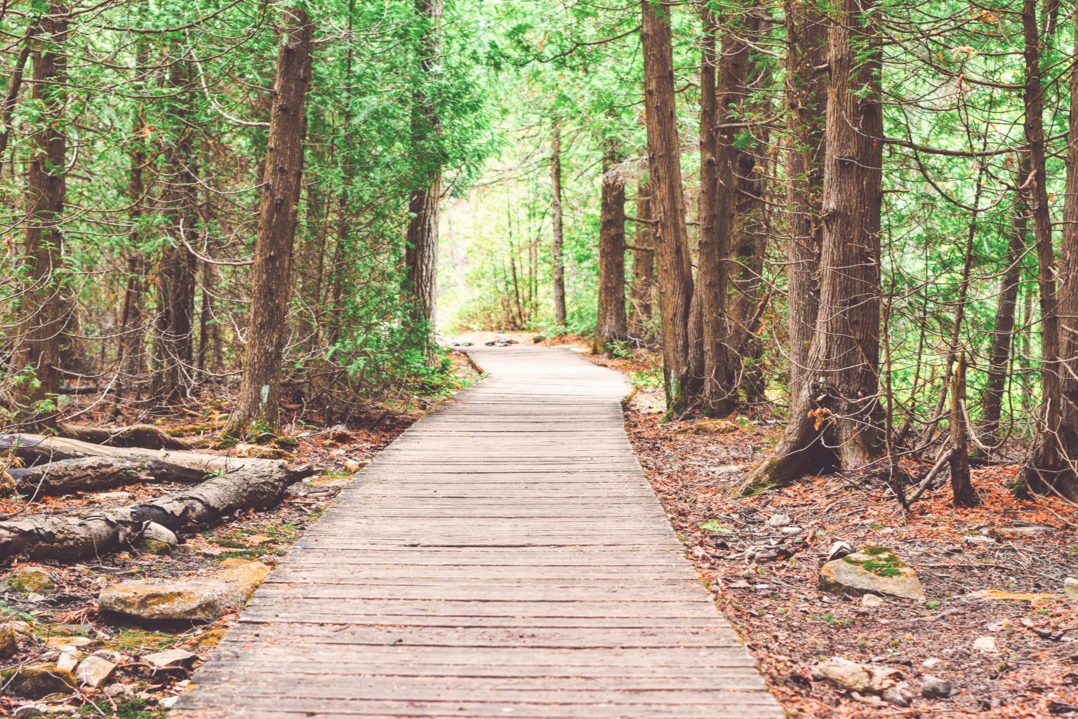 The Best Nature Scavenger Hunt for Kids [Free Printable]