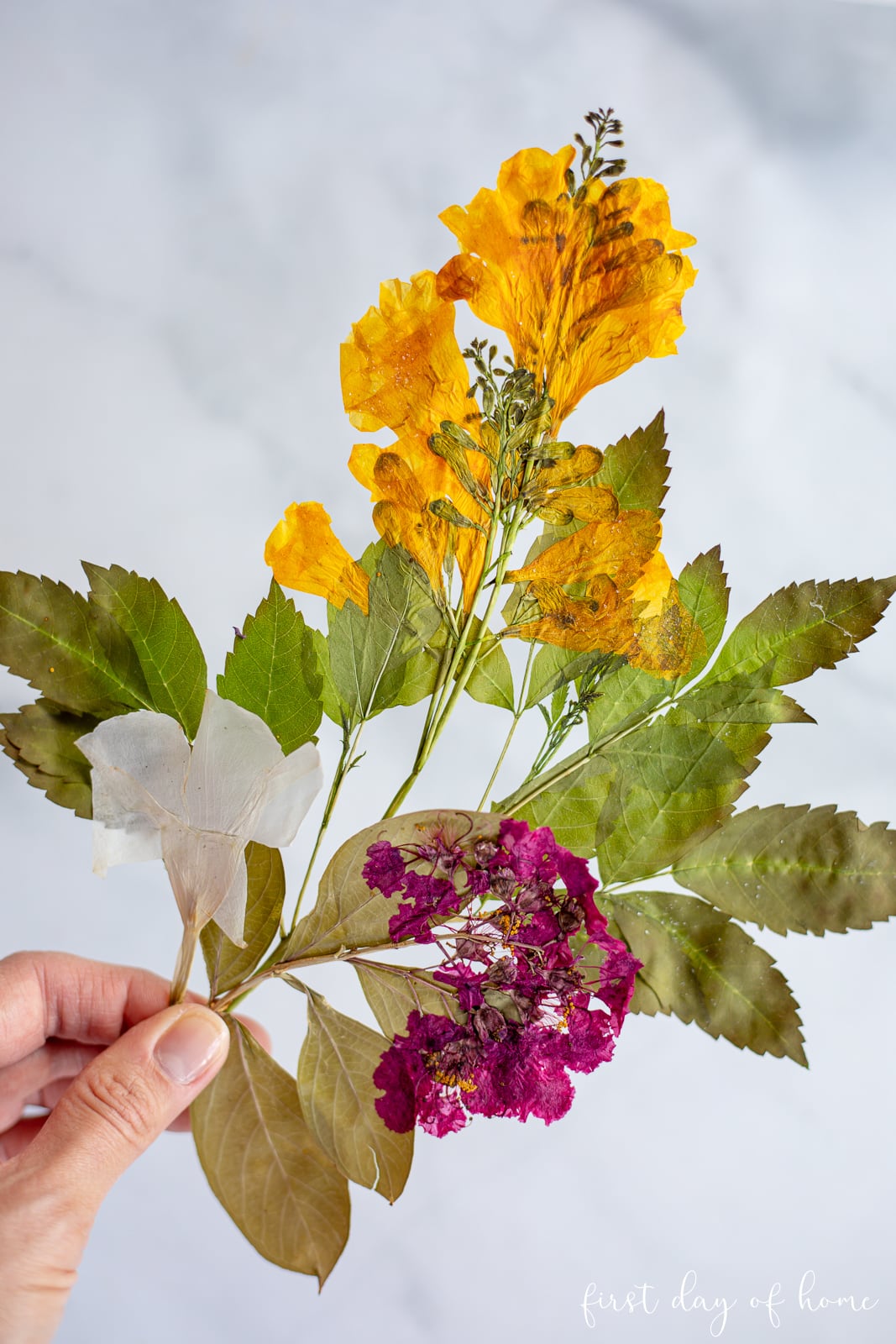 How To Dry Press Flowers Quickly Best Flower Site