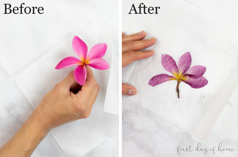 How to Press Flowers: A Complete Guide for Beginners